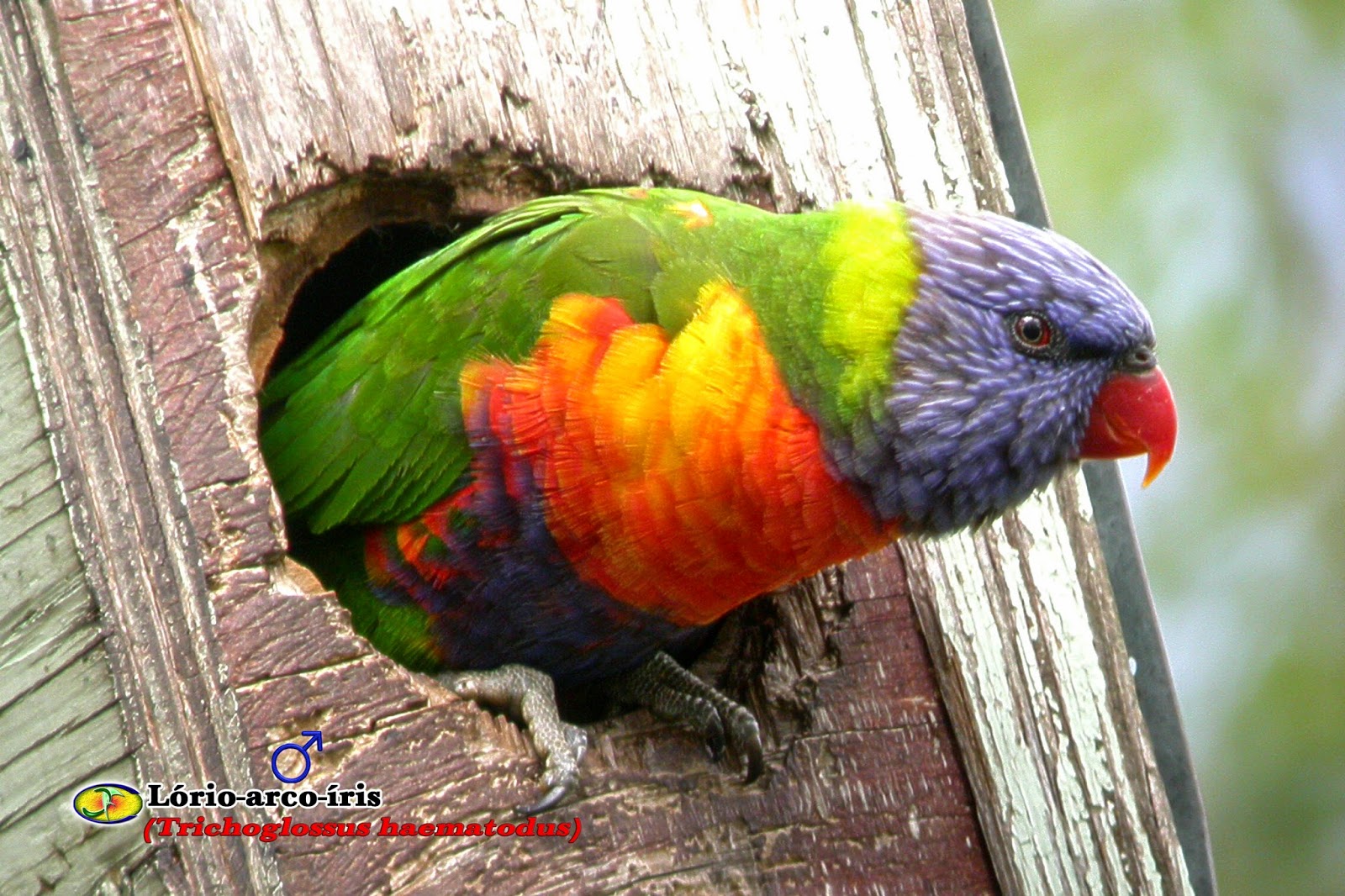 ORNITOLOGIA: Lório-arco-íris (Trichoglossus haematodus)